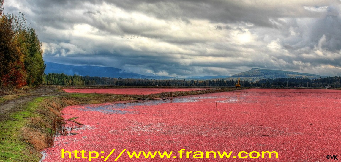 Cranberry Resource Page – FranW.com