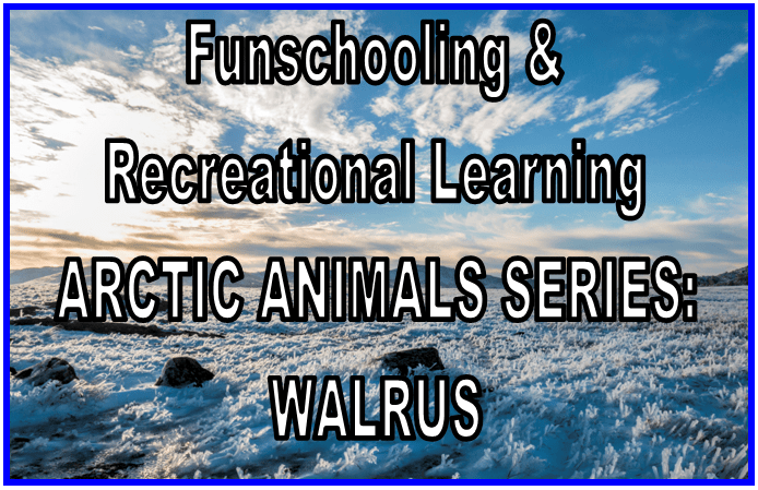 Arctic Animals Series: Walrus – FranW.com