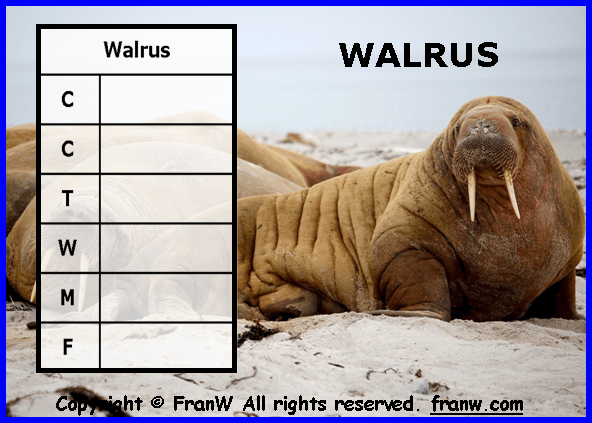 Arctic Animals Series: Walrus – FranW.com